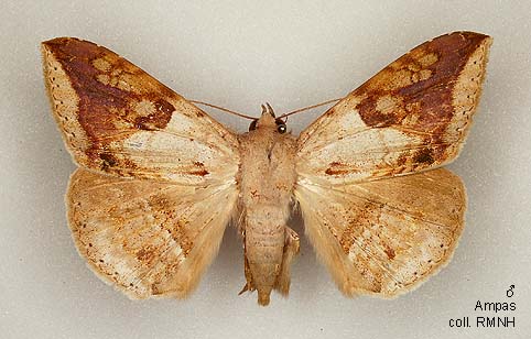 Papua Insects Foundation (Lepidoptera/Erebidae (Erebinae, Hulodini ...